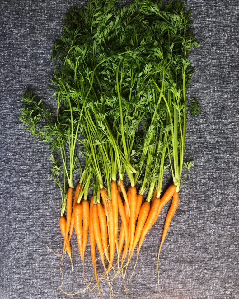 Fresh Carrot Top Pesto Recipe - Jolly Tomato