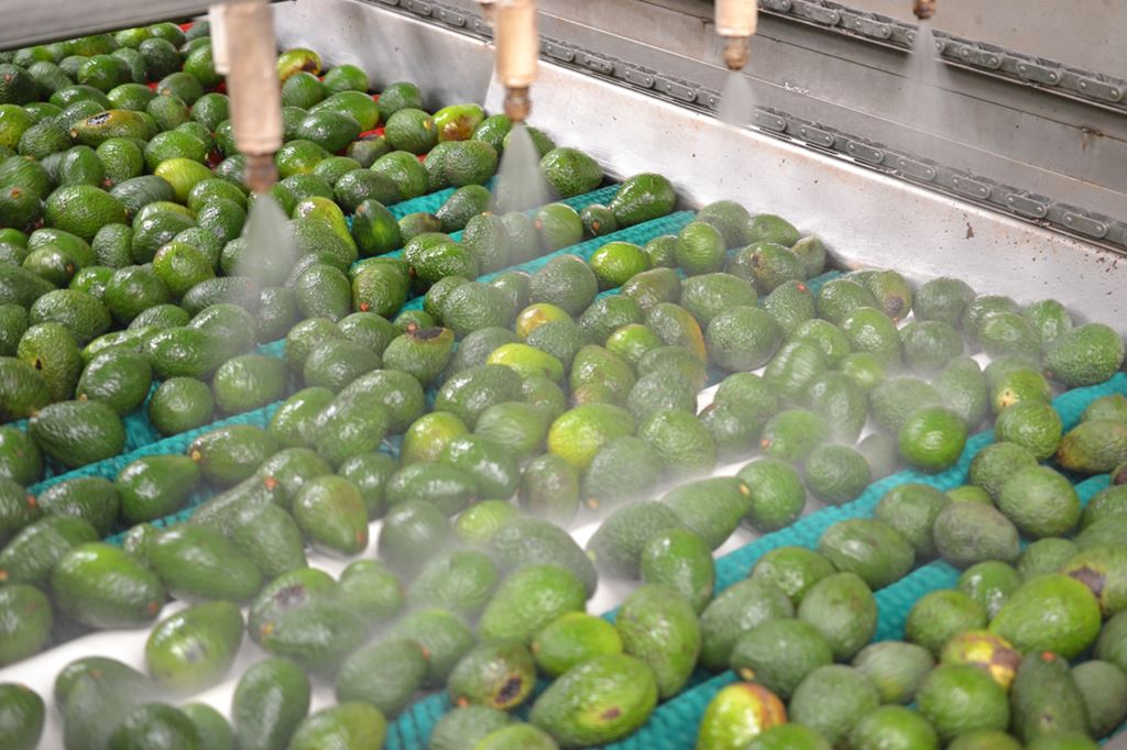 Real Food: California Avocados, From Grove To Grocery - Jolly Tomato
