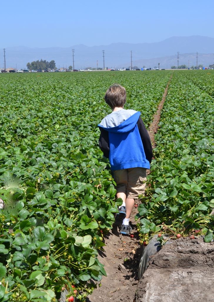 A Day on A California Strawberry Farm - Jolly Tomato